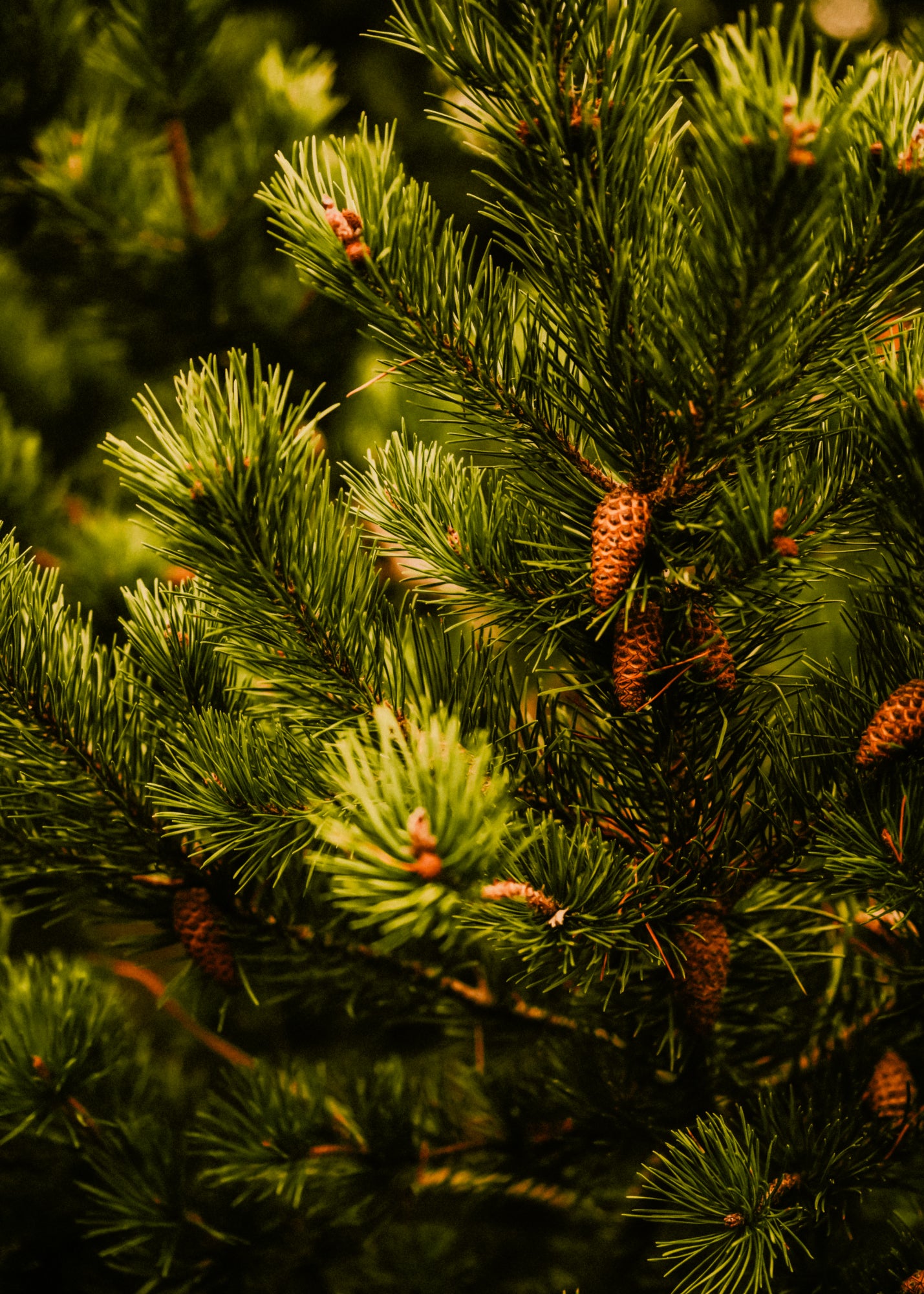 Crisp Balsam Fir— Wax Melt – Humble Oak Candle Co